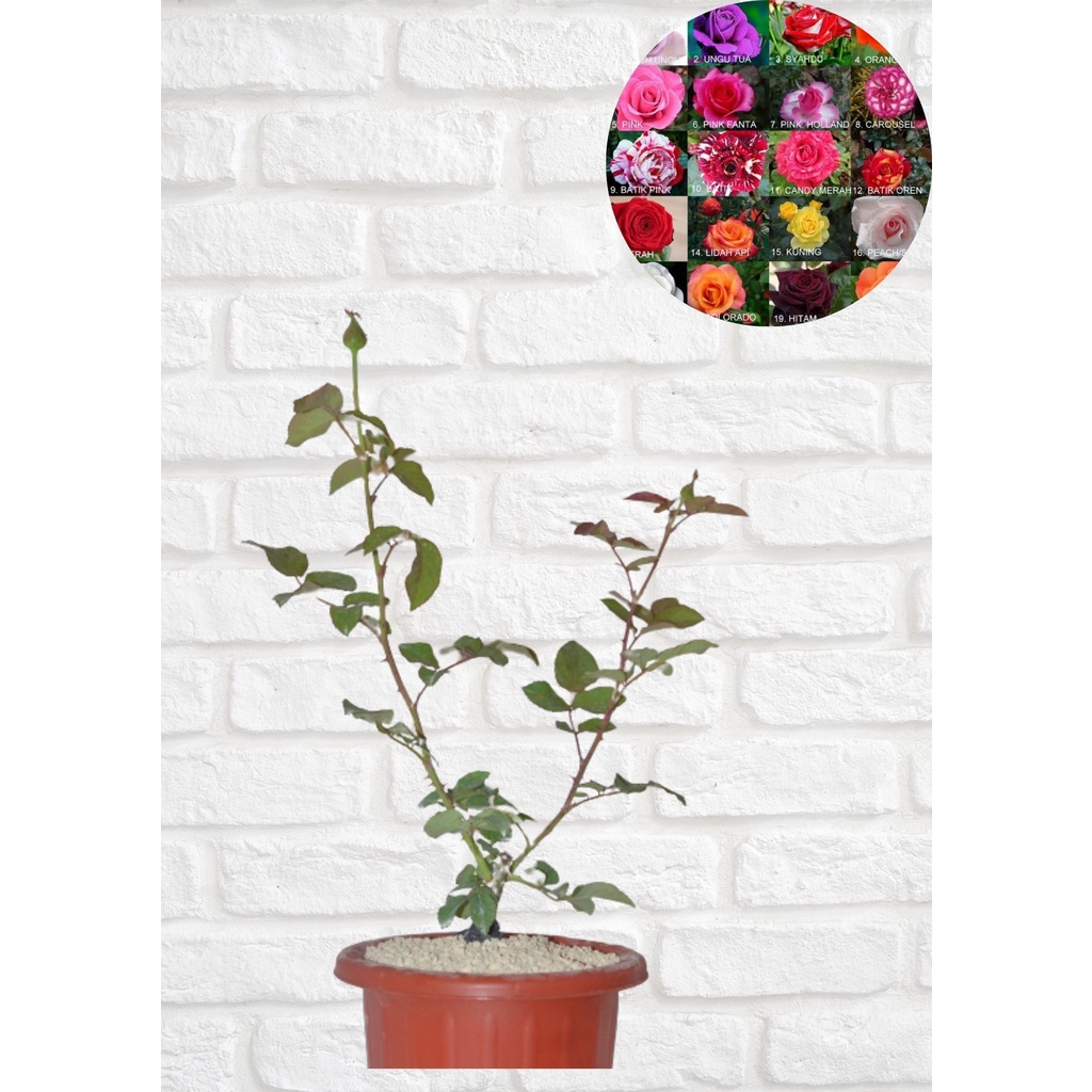 Jual bunga mawar holan(bisa pilih warna) | Shopee Indonesia