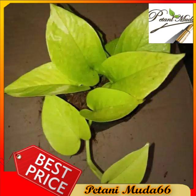 Jual Tanaman hias-Tanaman hias sri gading love-sri gading lemon ...