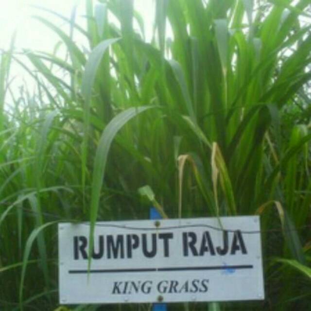 Jual Promo 500 batang tanaman rumput raja / gajah super nutrisi tinggi ...