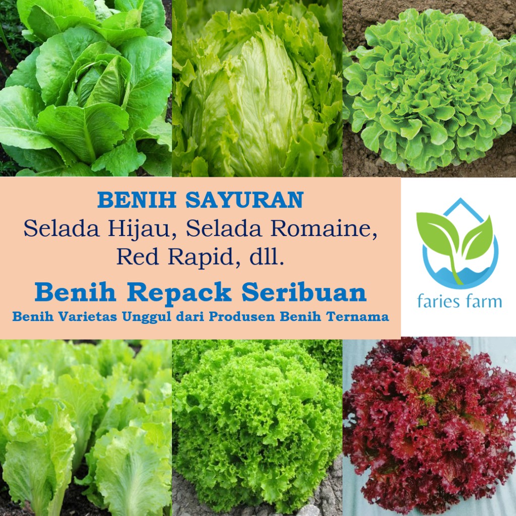 Jual Benih Biji Seribuan Selada Keriting Hijau, Red Rapid, Green Romaine | Shopee Indonesia