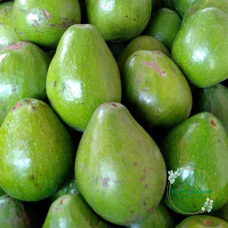 Jual 1 kg Alpukat Mentega Super Alpukat Segar Premium Buah Segar ...