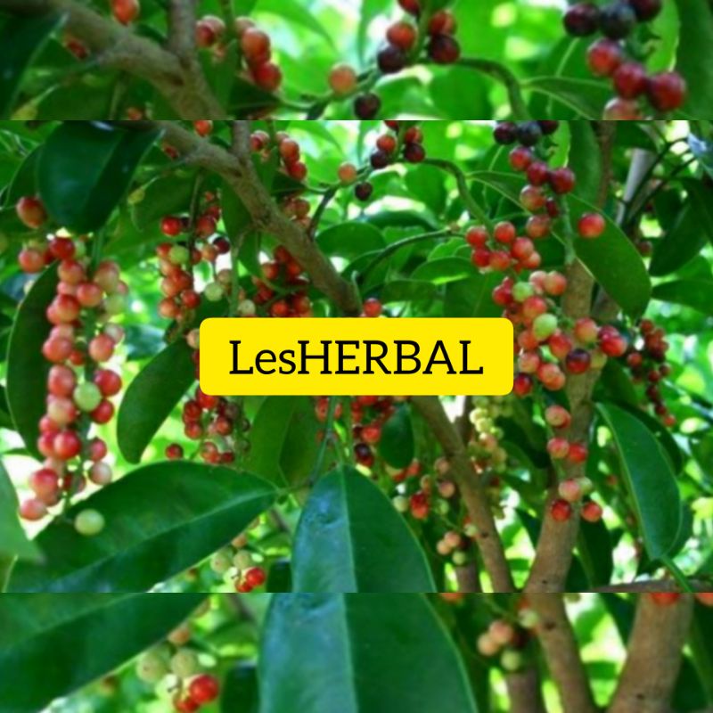 Jual jual daun buni atau daun huni 500gram | Shopee Indonesia