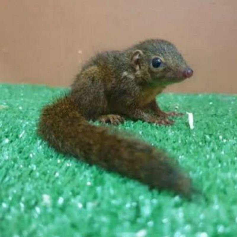 Jual Jual Tupai Kekes Tupay kikis celemes bajing kekes | Shopee Indonesia