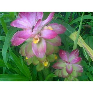 Jual Tanaman Obat TEMUIRENG ~TEMO ERANG~ TEMU HITAM~Curcuma Aeruginosa ...