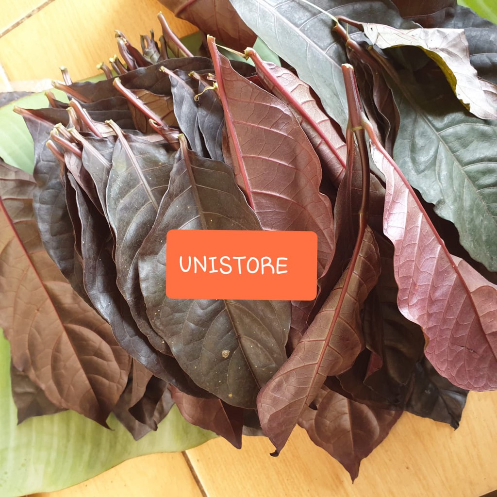Jual daun handeuleum segar atau daun ungu 250 gram | Shopee Indonesia