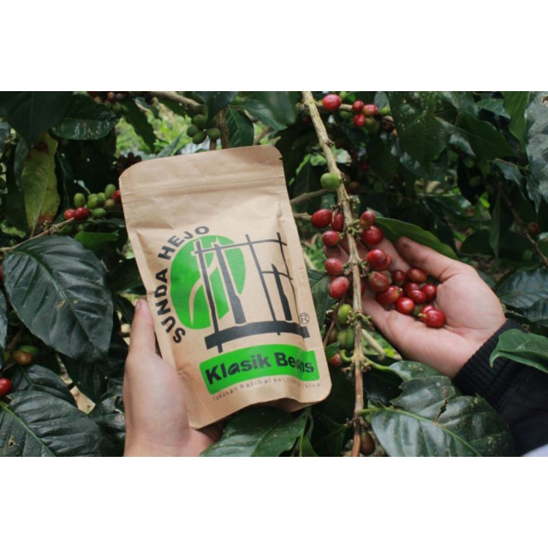 Jual Sunda hejo coffee || arabica coffee || kopi arabika | asli garut ...