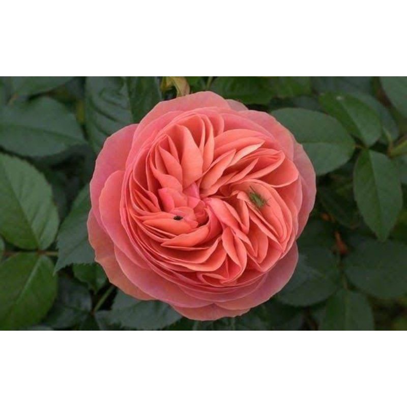 Jual Juliet Rose (Mawar Juliet) | Shopee Indonesia