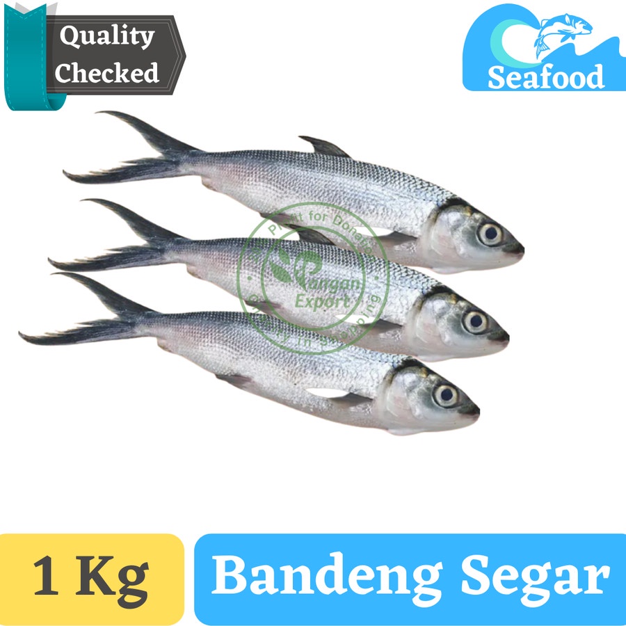Jual Ikan Bandeng Segar , Ikan Bolu , Milkfish , Ikan Bandeng Frozen ...