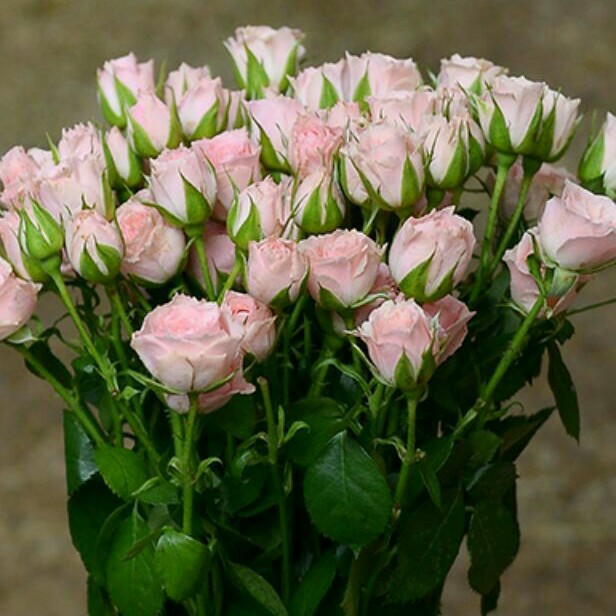 Jual BABY ROSE FLOWER / CUT / FRESH (bunga potong) | Shopee Indonesia