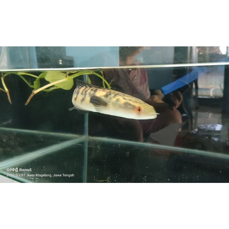 Jual CHANNA MARU YELLOW SENTARUM/ MATA MERAH / BAR SIMET/ WARNA MANTAP ...