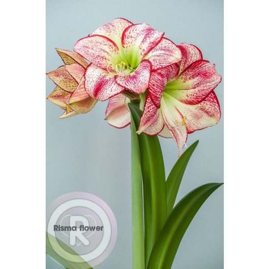 Jual Tanaman hias Bakung amarilis bunga merah hijau bintik ( Bunga ...