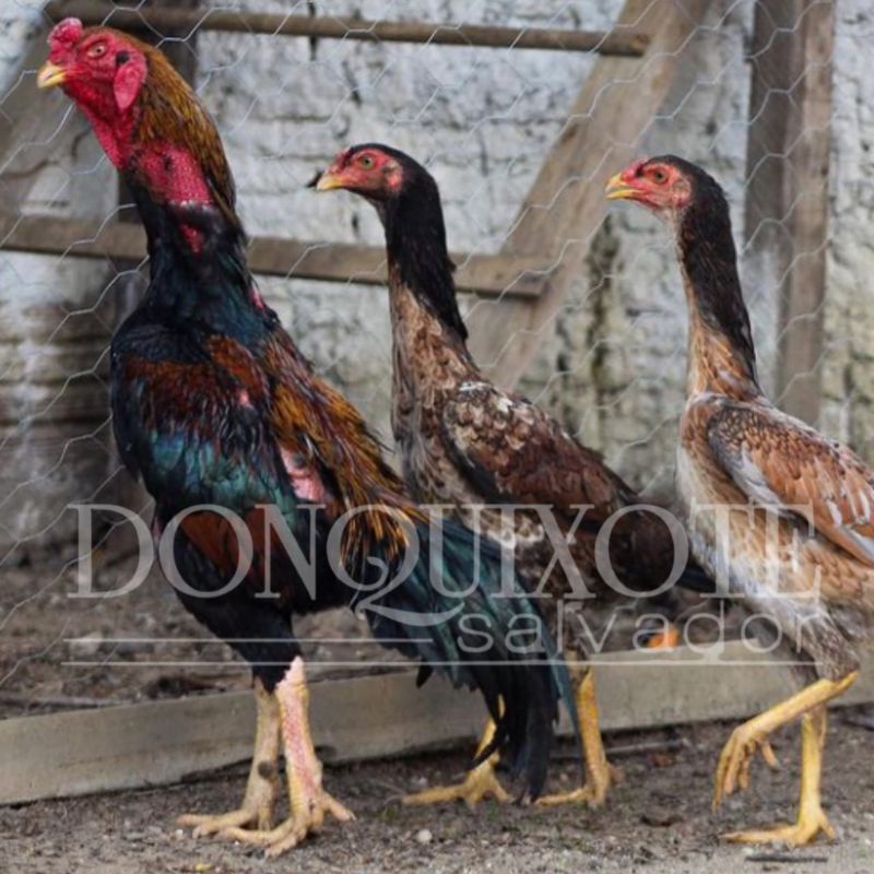 Jual telur ayam shamo japan | Shopee Indonesia