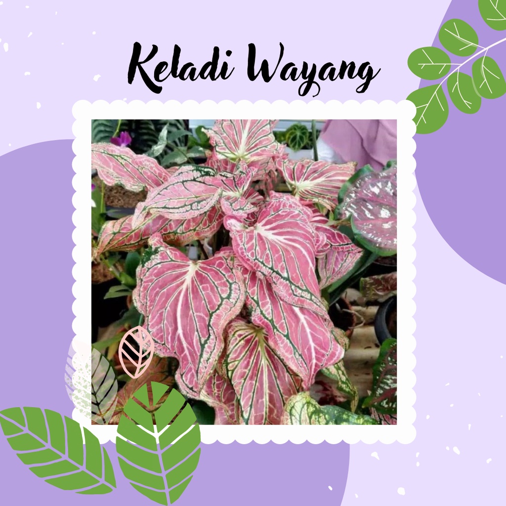 Jual Tanaman Caladium Wayang Keladi Hias Keladi Wayang | Shopee Indonesia Jual Tanaman Caladium Wayang Keladi Hias Keladi Wayang | Shopee Indonesia
