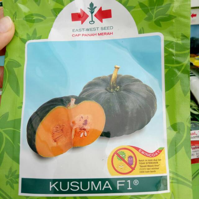 Jual Bibit labu kusuma f1 | Shopee Indonesia