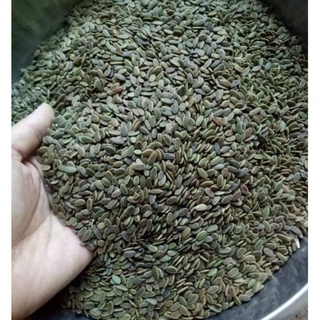 Jual Benih sengon laut kualitas unggul 1 kilogram PREMIUM | Shopee ...