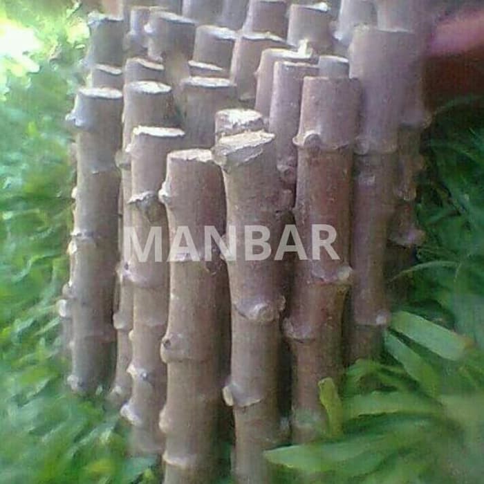 Jual TERBARU bibit singkong benih ketela pohon bibit umbi kayu | Shopee ...