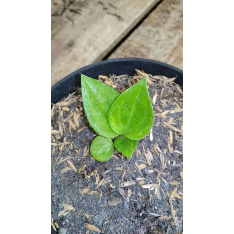 Jual Anthurium Jenmani Cobra | Shopee Indonesia