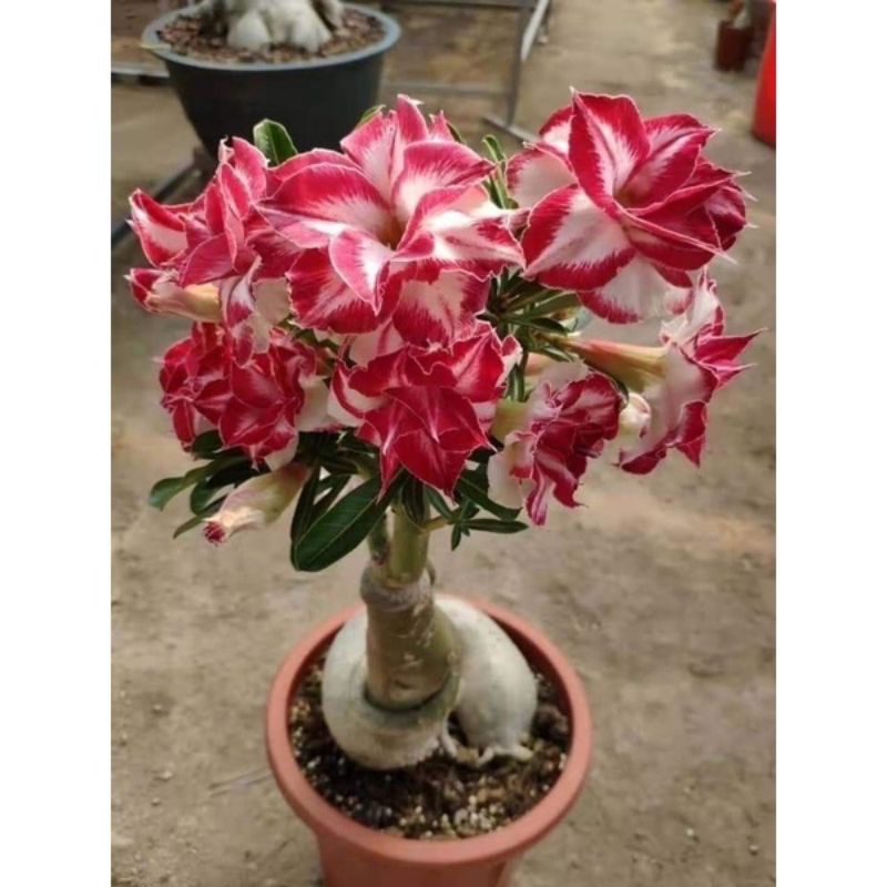 Jual NEW!!BAHAN BONSAI-ADENIUM KAMBOJA JEPANG BUNGA TUMPUK//BUNGA ...