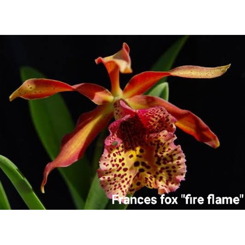 Jual Anggrek catty cattleya frances fox fire flame dewasa siap bunga ...