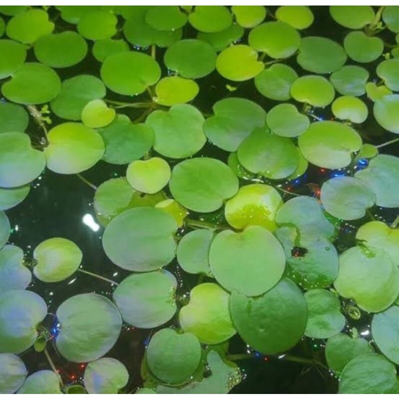 Jual Tanaman Air Apung Frogbit Amazon - hiasan kolam & akuarium ...
