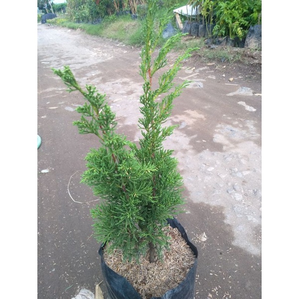 Jual Tanaman Hias cemara papua(gimbal) | Shopee Indonesia