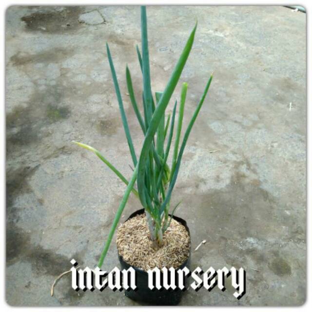 Jual Tanaman Bawang Prei - Daun Prei - Bawang pre - Tanaman Bumbu ...