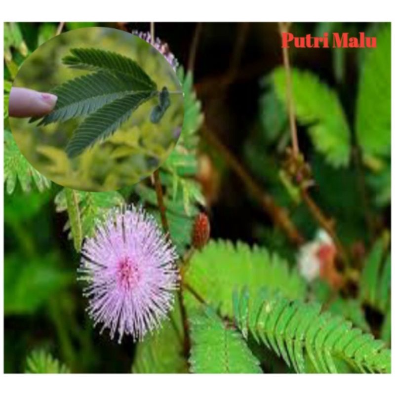 Jual Putri Malu Tanaman Herbal Di Cabut Dengan Akar nya | Shopee Indonesia