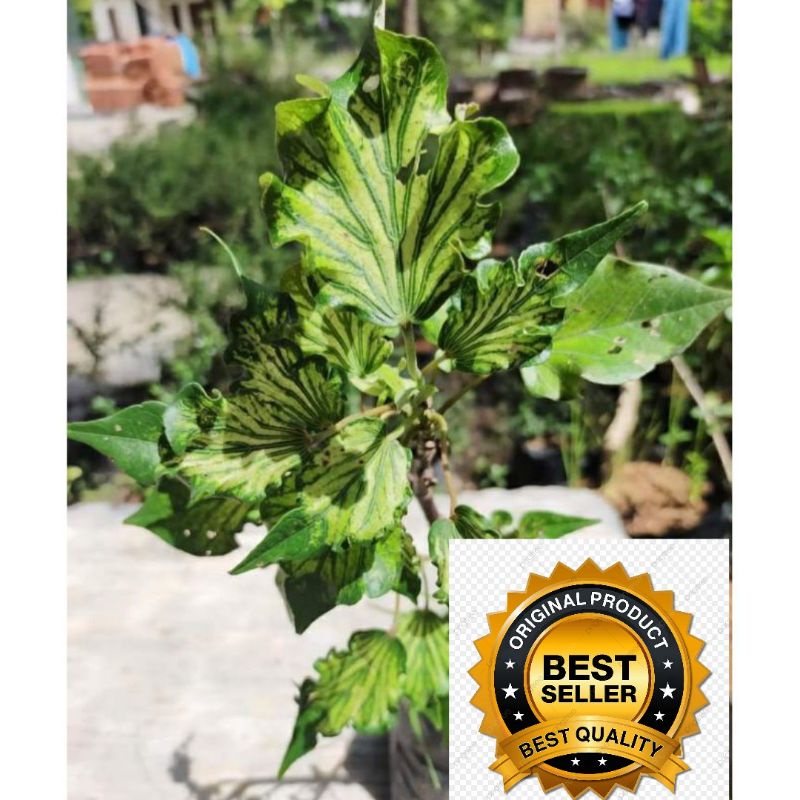 Jual Waru wayang promo murah | Shopee Indonesia