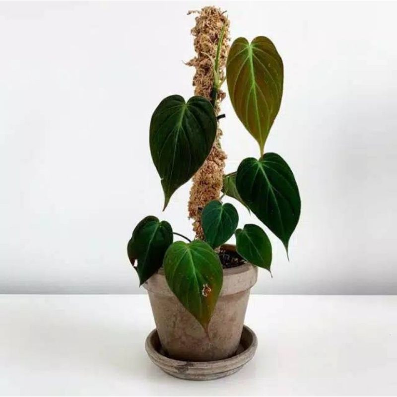 Jual tanaman hias philo melano ( philo micans ) | Shopee Indonesia