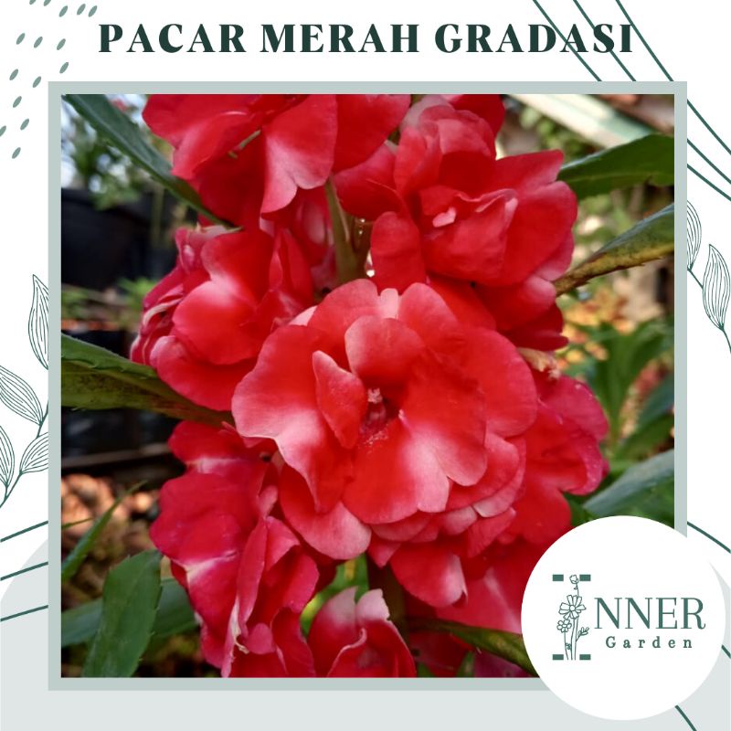 Jual 4 Biji Benih Pacar Air Merah Gradasi Tumpuk | Shopee Indonesia