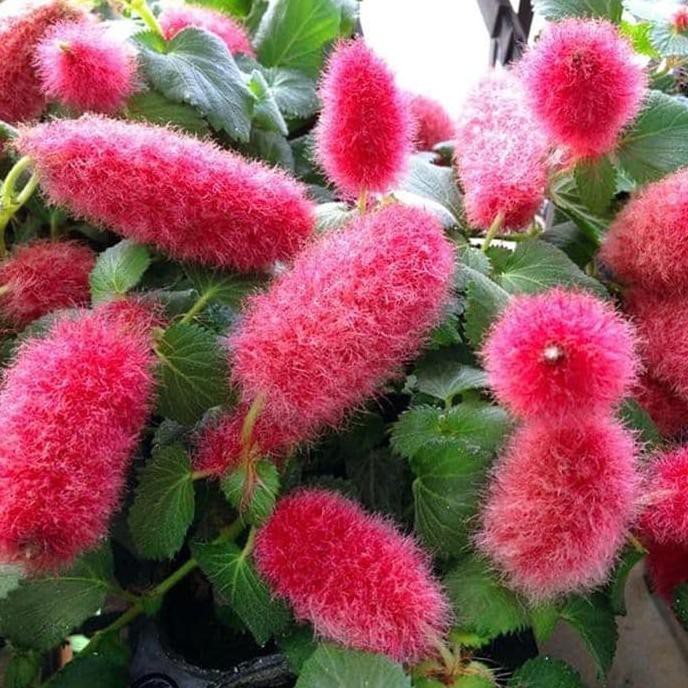 Jual BIBIT TANAMAN HIDUP DAUN BUNGA ACALYPHA GANTUNG TERLARIS! | Shopee ...