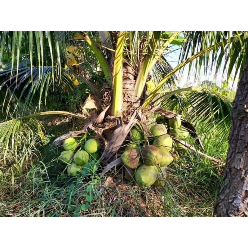Jual Bibit Kelapa Genjah Entok, Kelapa 9 bulan Tumbuh mancung ...