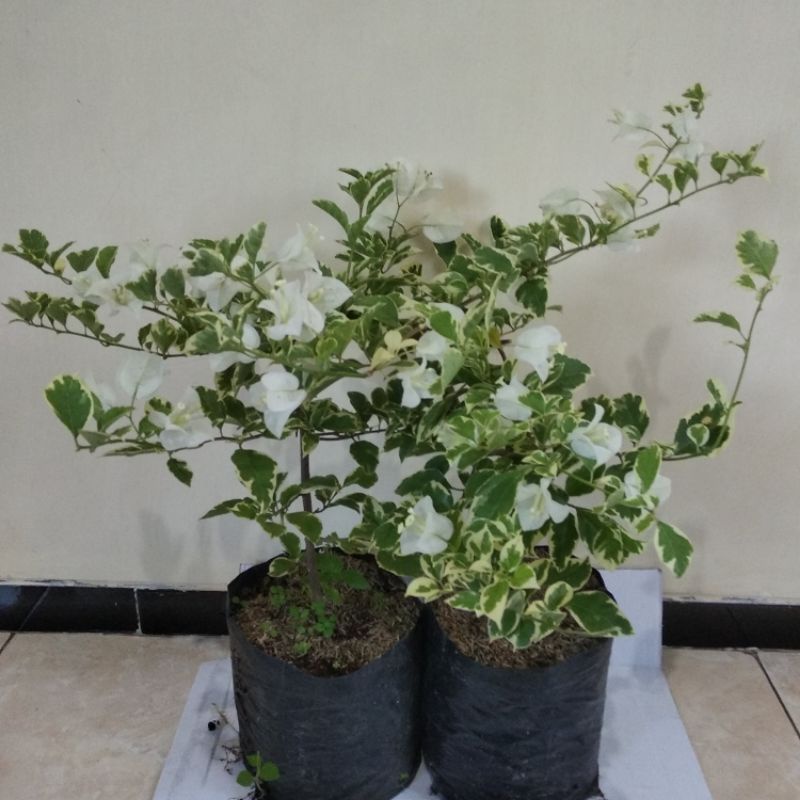 Jual Tanaman Hias Bougenvile Varigata Shopee Indonesia