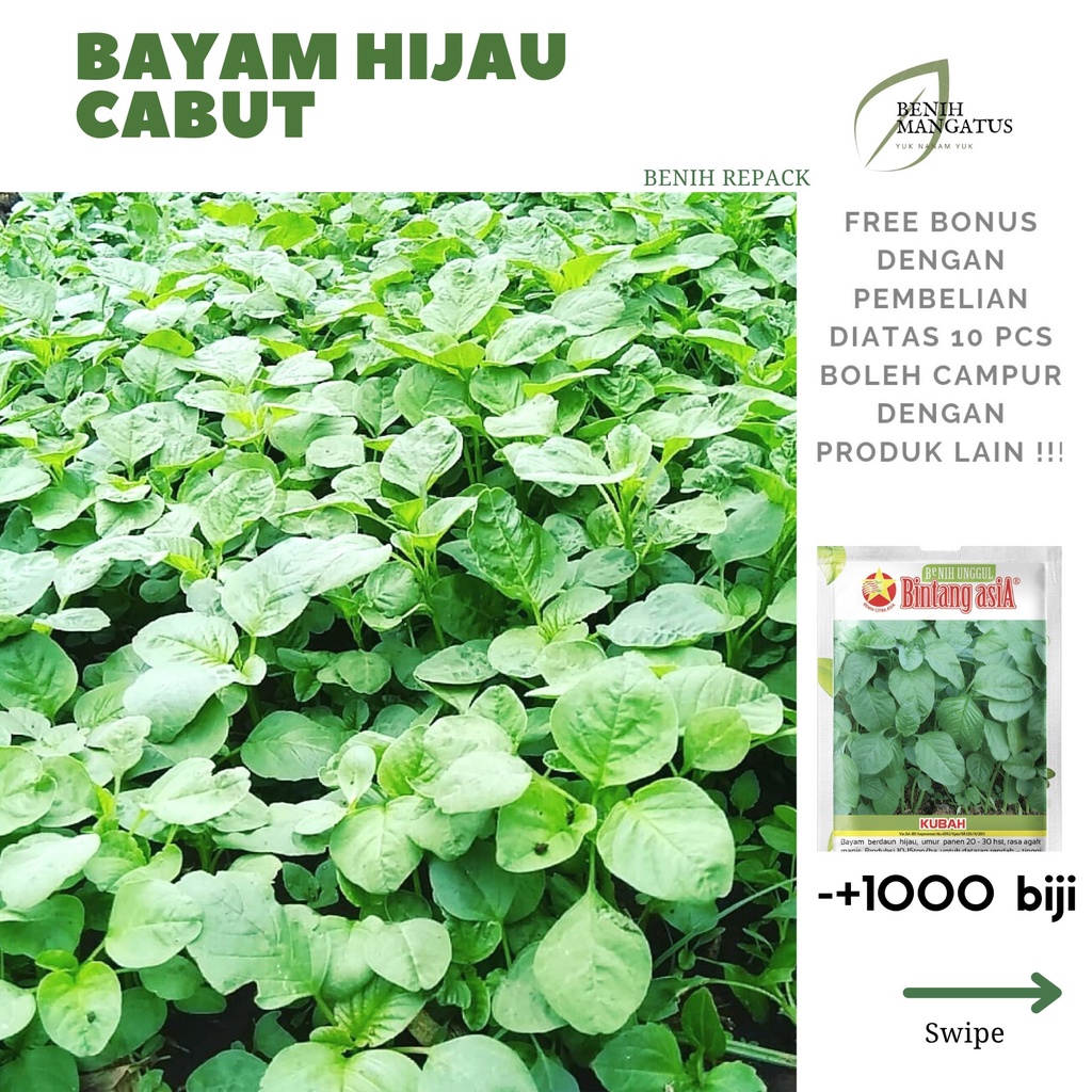 Jual D_11 Benih bayam hijau cabut KUBAH -+1000 biji bibit Tanaman ...