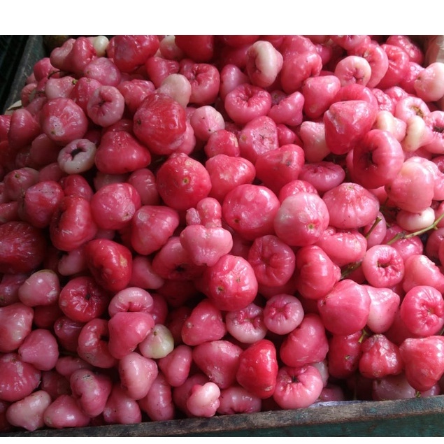 Jual Jambu air Kancing Untuk Rujak | Shopee Indonesia