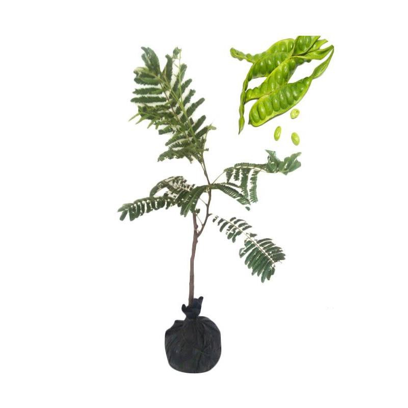 Jual Bibit Tanaman Pete Bibit Petai Unggul Pohon Petai Pohon Pete ...
