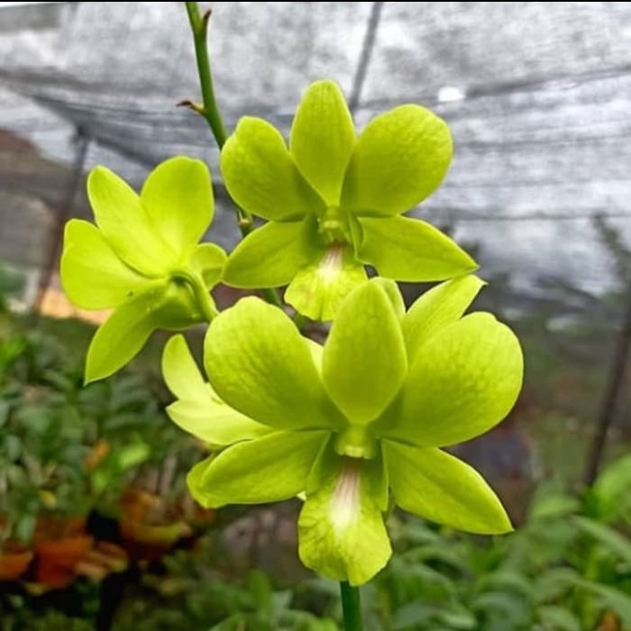 Jual Anggrek dendrobium bunga hijau - tanaman hidup - bunga hidup ...