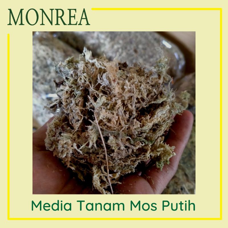 Jual MEDIA TANAM MOS SPAGHNUM PUTIH | Shopee Indonesia