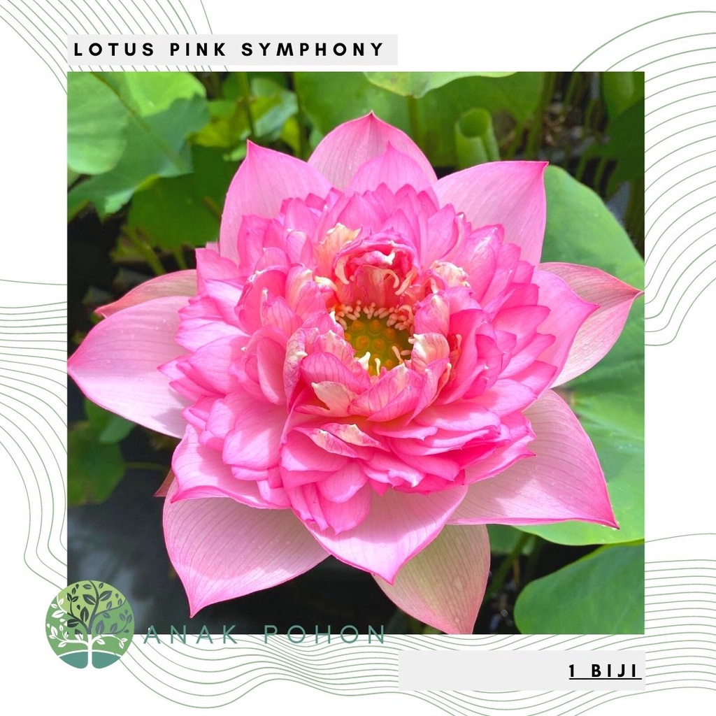 Jual Benih Bibit Biji - Bunga Lotus PINK SYMPHONY Tanaman Air Seroja ...