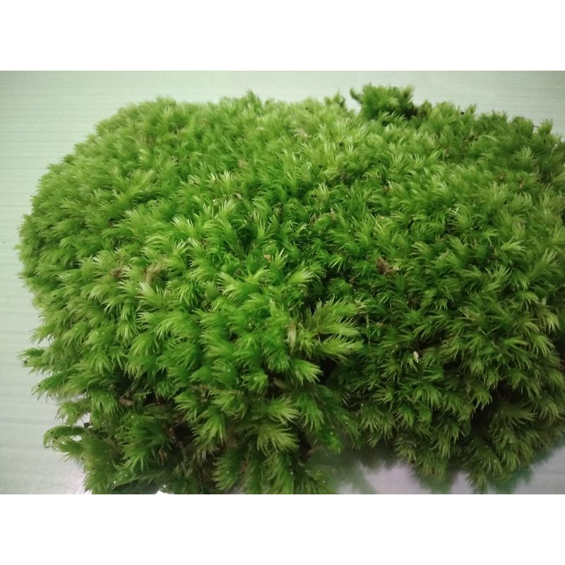Jual Moss / Lumut Hutan HIDUP Termurah cocok untuk terarium | Shopee ...