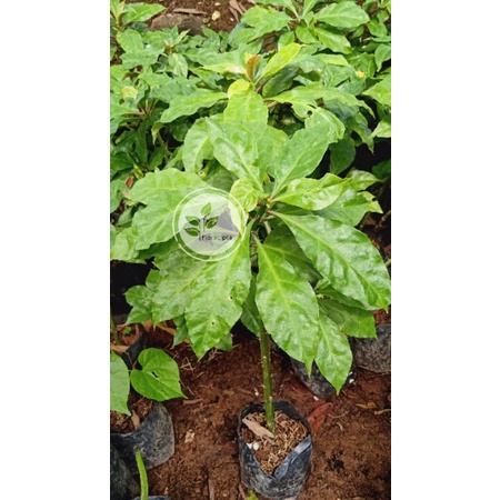 Jual Pohon tujuh jarum - Bibit tanaman jarum duri tujuh 7 bilah - Daun ...