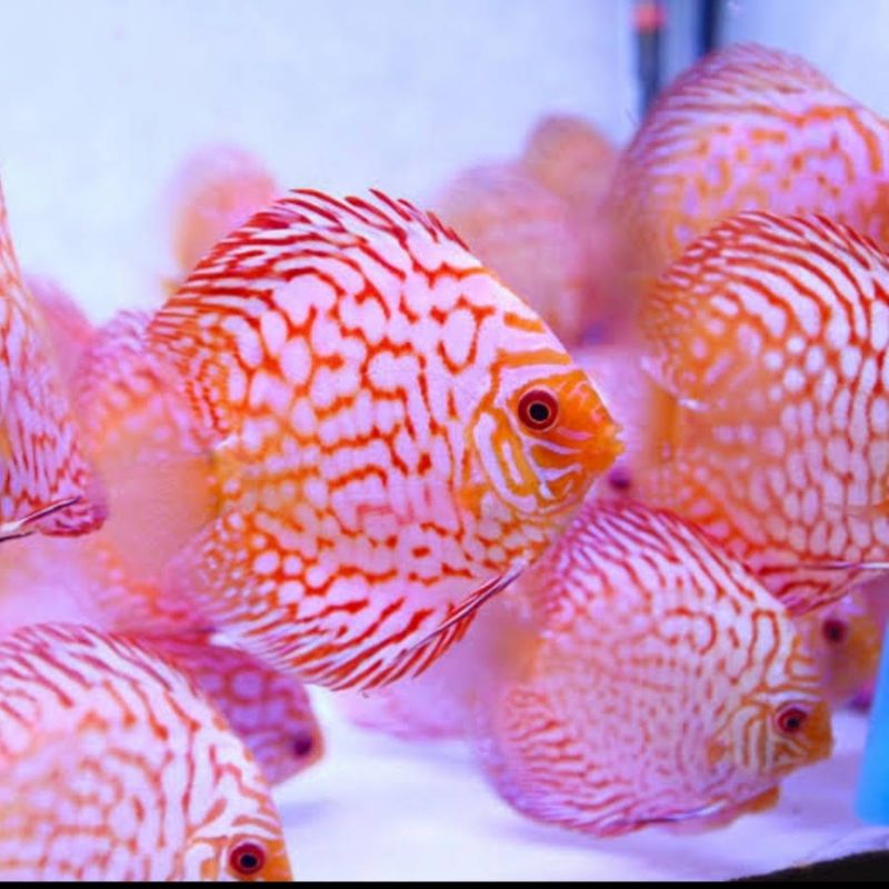 Jual Ikan Discus Pigeon Red Size 2 Inc | Shopee Indonesia