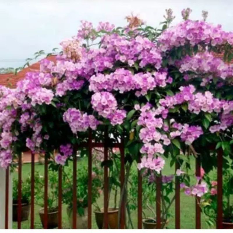 Jual Garlic vine rambat/tanaman hias stepanoot bunga | Shopee Indonesia