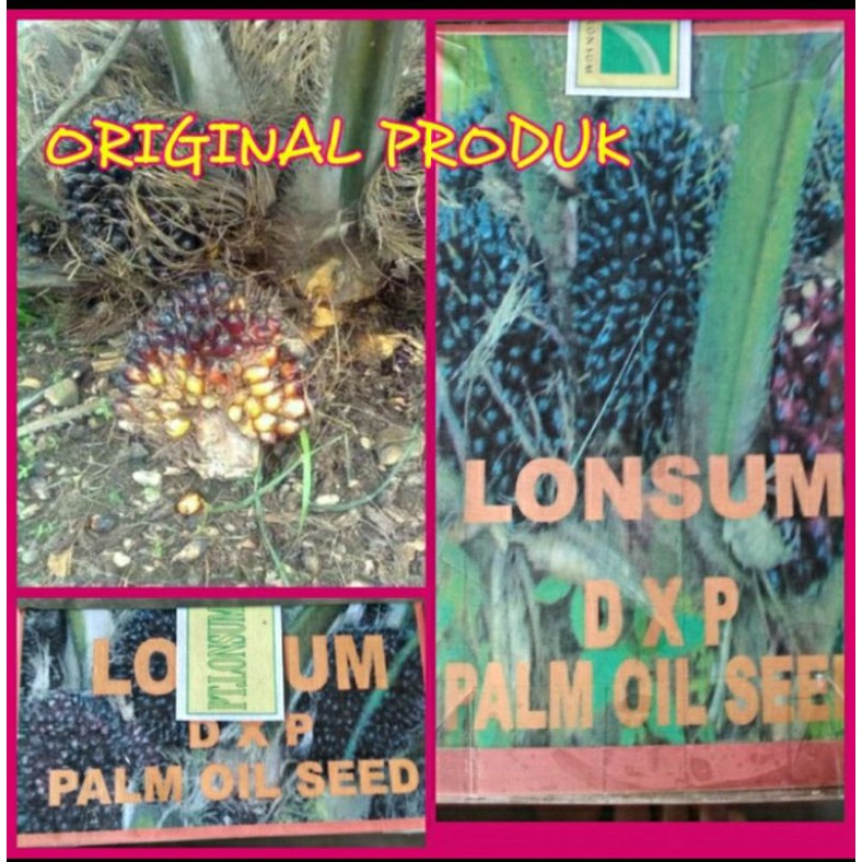 Jual Benih polong kecambah sawit LONSUM bah Lias 2 | Shopee Indonesia