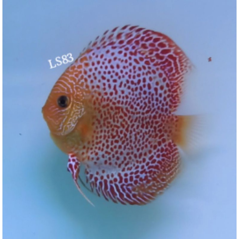 Jual Ikan Discus Leopard Snake Skin, LSS | Shopee Indonesia