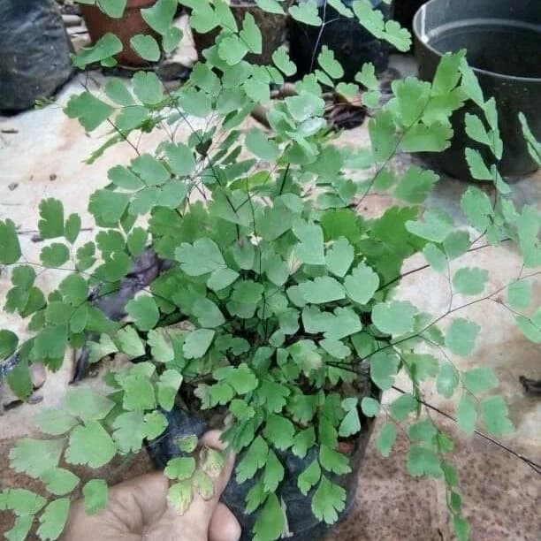Jual tanaman hias suplir - pohon pakis suplir hoas ( Tanaman hias hidup ...