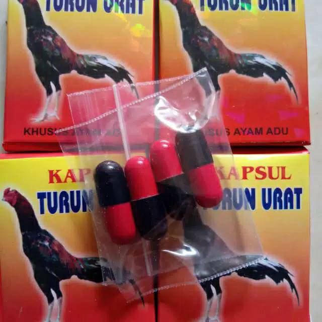 Jual OBAT FORMULA KAPSUL TURUN URAT AYAM ADU ADUAN 4 KAPSUL ORIGINAL BERHOLOGRAM MENGOBATI AYAM ...