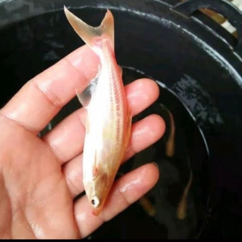 Jual Benih patin albino uk.6-7-8cm | Shopee Indonesia