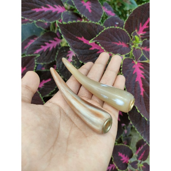 Jual ONCE PIPA TANDUK KERBAU BULE PANJANG 10CM MULUS | Shopee Indonesia