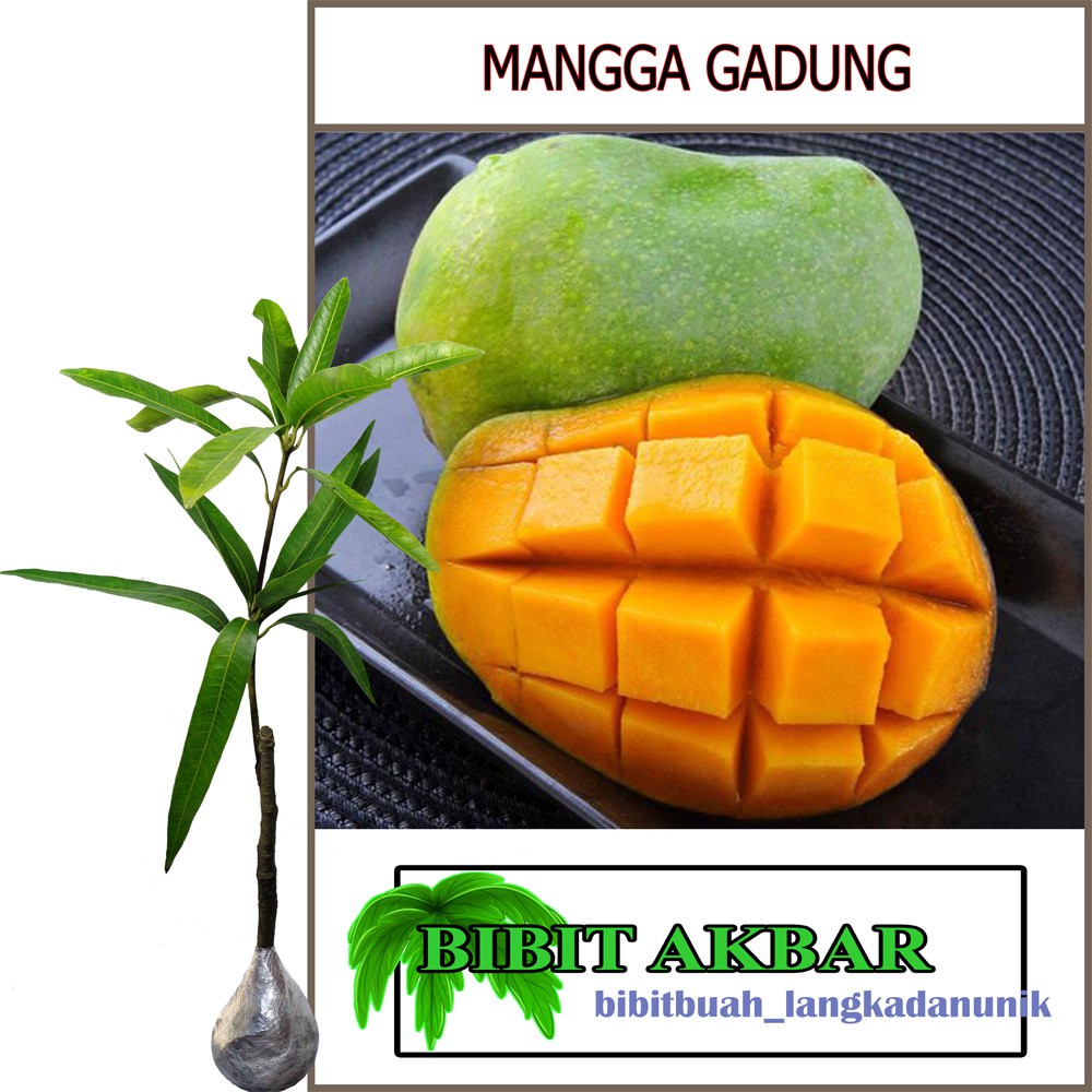 Jual Tanaman Mangga Gadung | Shopee Indonesia